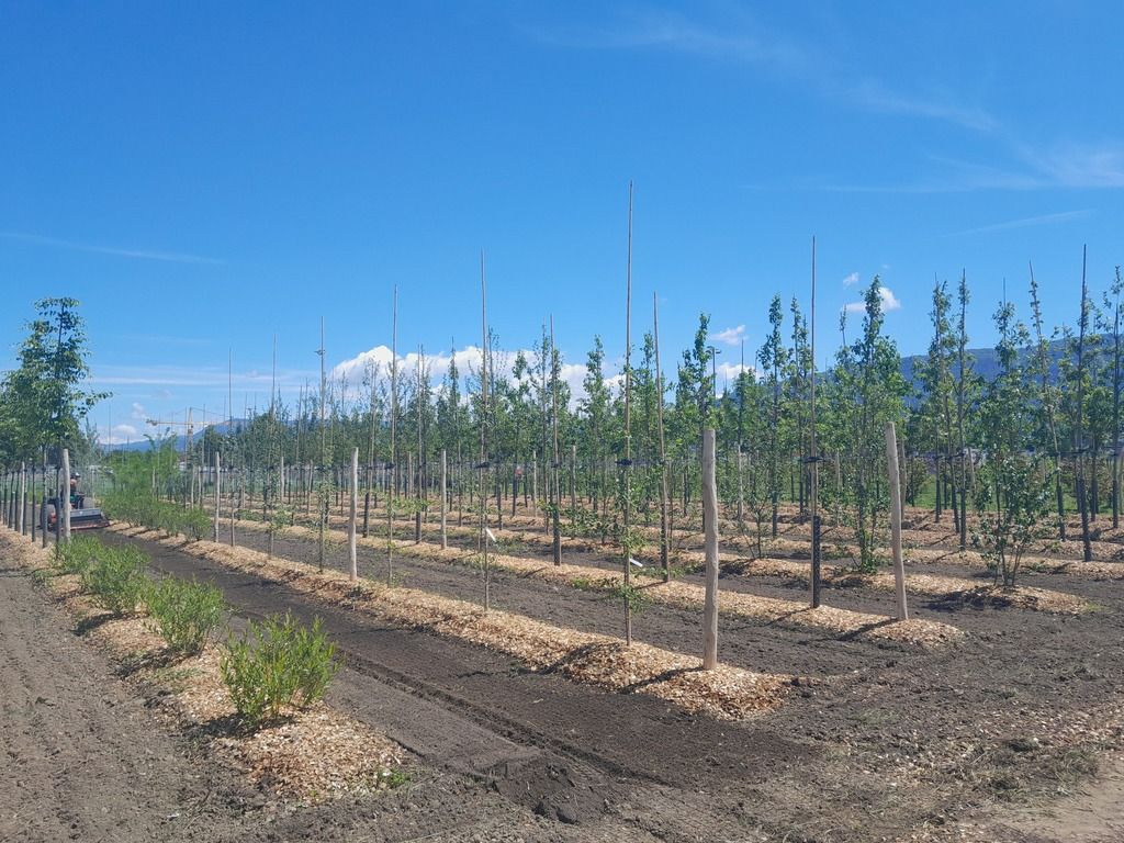 Inauguration de la pépinière des Cherpines - Les aménagements à Plan ...